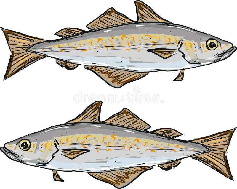 Pollock Fish Freehand Illustration Clip-art Vector Image Stock Vector ...