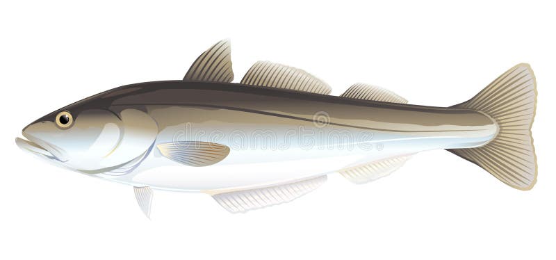 Pollock Fish Freehand Illustration Clip-art Vector Image Stock Vector ...