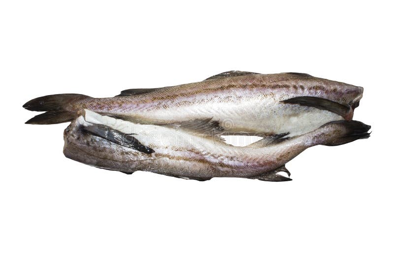 464 Pollock Fish Ocean Stock Photos - Free & Royalty-Free Stock Photos ...