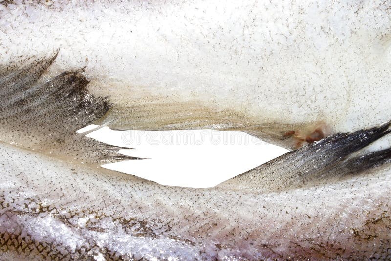 217 Fresh Atlantic Pollock Fish Stock Photos - Free & Royalty-Free ...