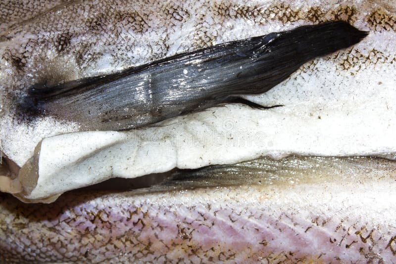 Pollock fish raw. stock image. Image of gourmet, frozen - 134228385