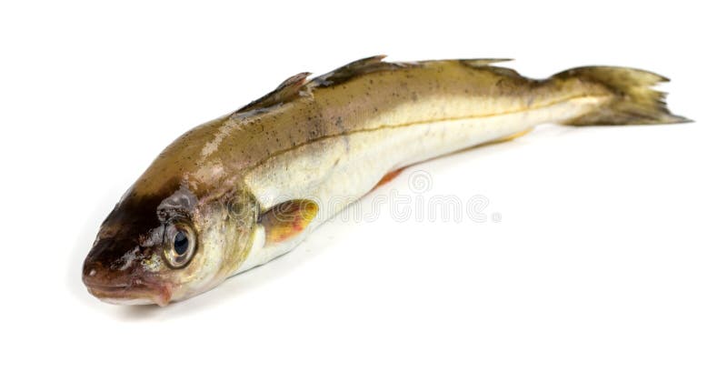 Pollock or Pollack fish stock image. Image of labrax - 103697829