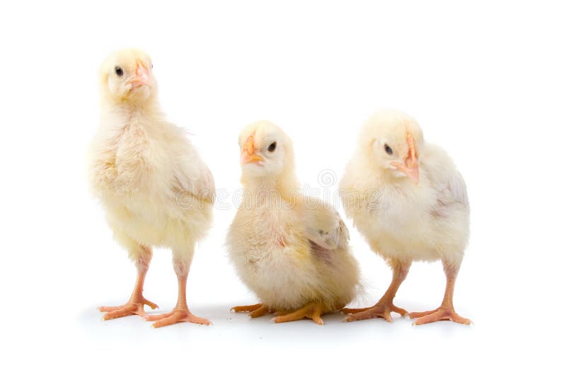 Pollos amarillos foto de archivo. Imagen de suave, polluelo - 14997718