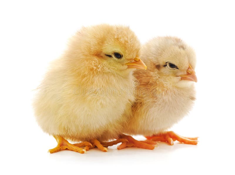 Pollitos amarillos foto de archivo. Imagen de mascotas - 178969306