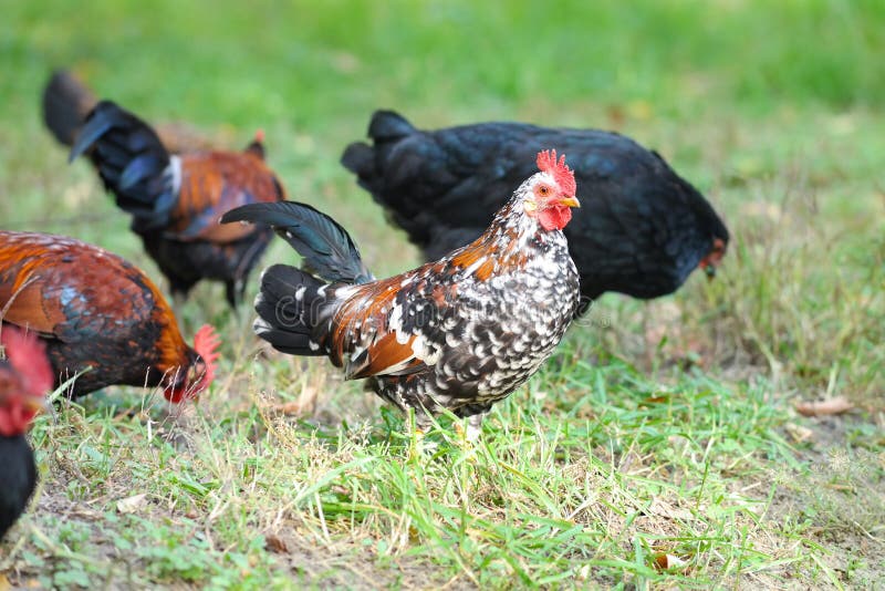 Pollos coloreados imagen de archivo. Imagen de doméstico - 34376437