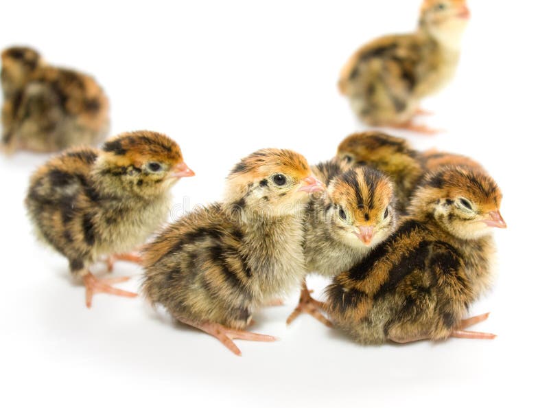 Pollos de codorniz foto de archivo. Imagen de divertido - 172510494