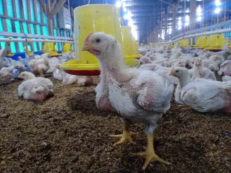Pollos De Engorde Macho En Aves De Corral Foto de archivo - Imagen de ...