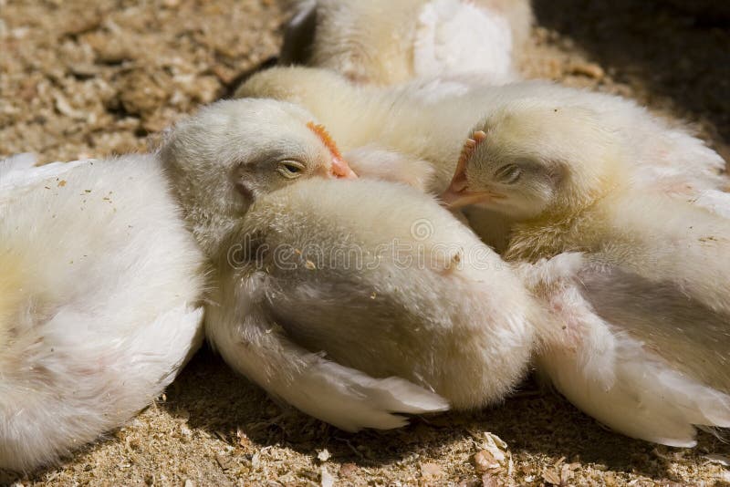 Pollos del bebé imagen de archivo. Imagen de polluelos - 875033