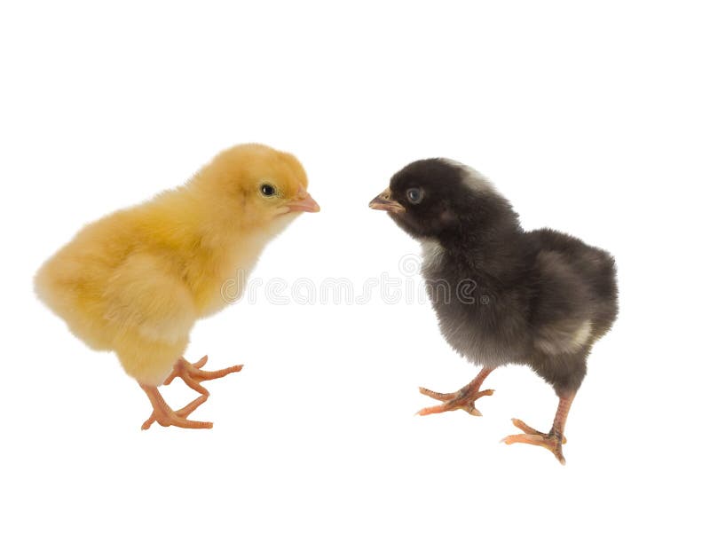 Pollos del bebé foto de archivo. Imagen de blanco, novato - 9367880