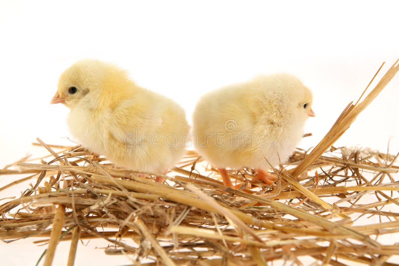Pollos Del Bebé En Jerarquía Foto de archivo - Imagen de tradicional ...