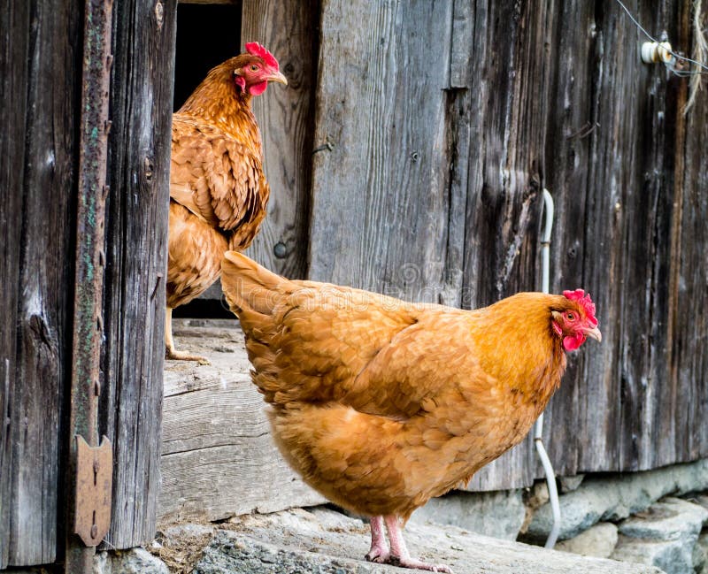 Pollos Del Corral - Aves De Corral Imagen de archivo - Imagen de pollos ...