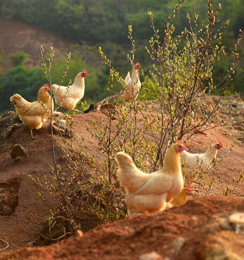 Pollos en corral imagen de archivo. Imagen de corral - 60659609