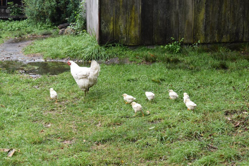 Pollos mojados imagen de archivo. Imagen de lluvia, gallinas - 49280435