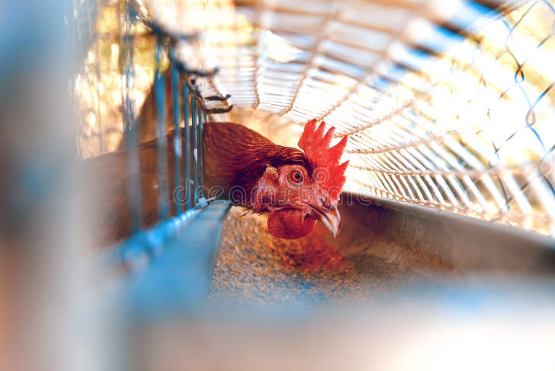 Corral Del Gallinero, Colgado En La Pared Para La Portilla Del Pollo ...