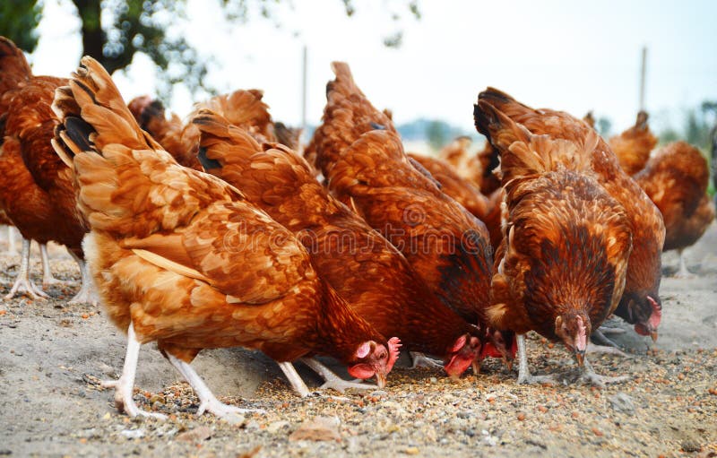 Un Pollo Vivo Integral En Blanco Foto de archivo - Imagen de aislado ...