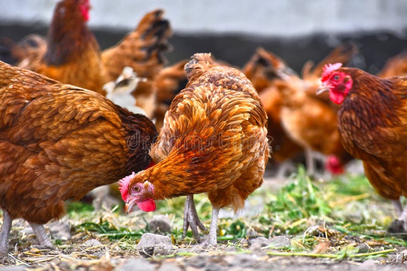 Pollos En La Granja Tradicional De Aves De Corral De Corral Foto de ...