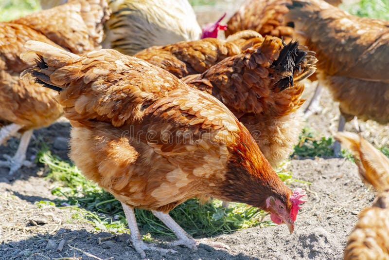 Pollos En La Granja Tradicional De Aves De Corral De Corral Imagen de ...