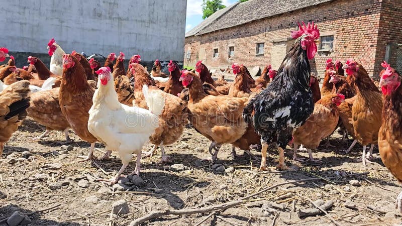 Pollos En La Granja Tradicional De Aves De Corral De Corral Almacen De ...
