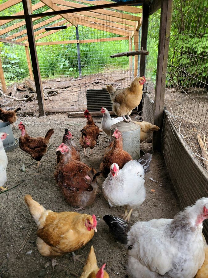 Pollos En Una Gallina En Alaska Imagen de archivo - Imagen de ganso ...