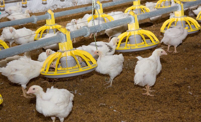 Pollo feo imagen de archivo. Imagen de ganados, granja - 22807091