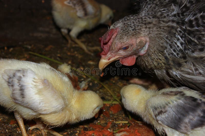 Pollos Jovenes En Una Jaula Imagen de archivo - Imagen de pico ...