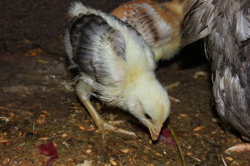 Pollos Jovenes En Una Jaula Imagen de archivo - Imagen de pico ...