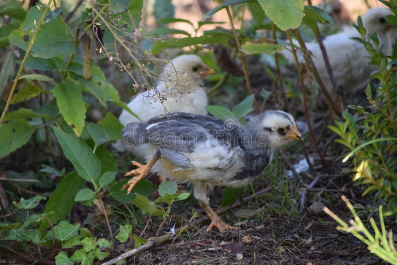 Pollos jovenes foto de archivo. Imagen de alimento, animal - 27340084