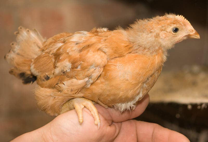 Pollos jovenes foto de archivo. Imagen de varón, pluma - 27340084