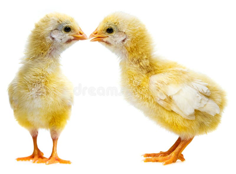 Pollos lindos - amor foto de archivo. Imagen de beso - 37479632