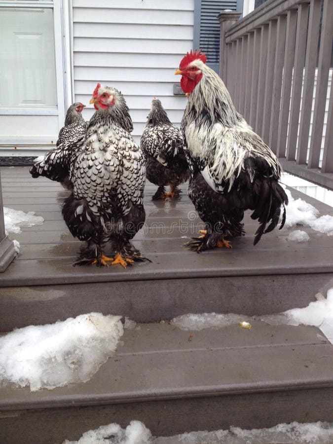 Pollos mojados imagen de archivo. Imagen de mojado, standing - 49280435