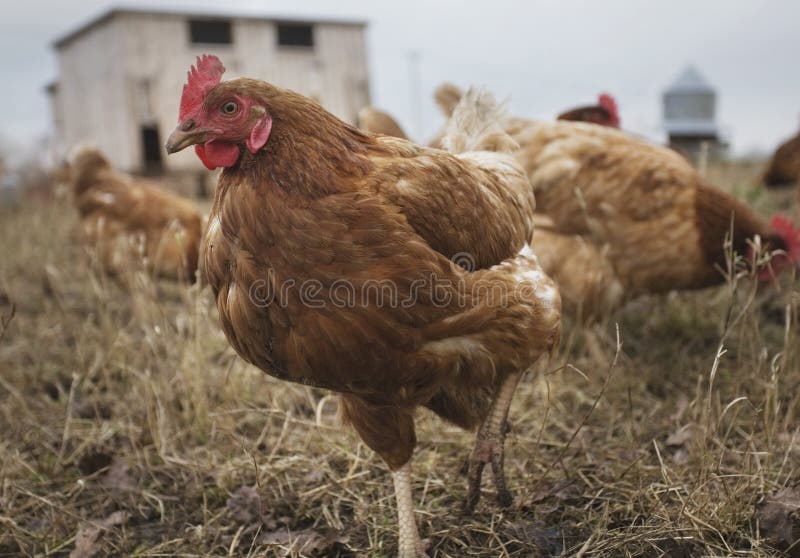 Pollos Orgánicos Del Rango Libre Imagen de archivo - Imagen de cubo ...