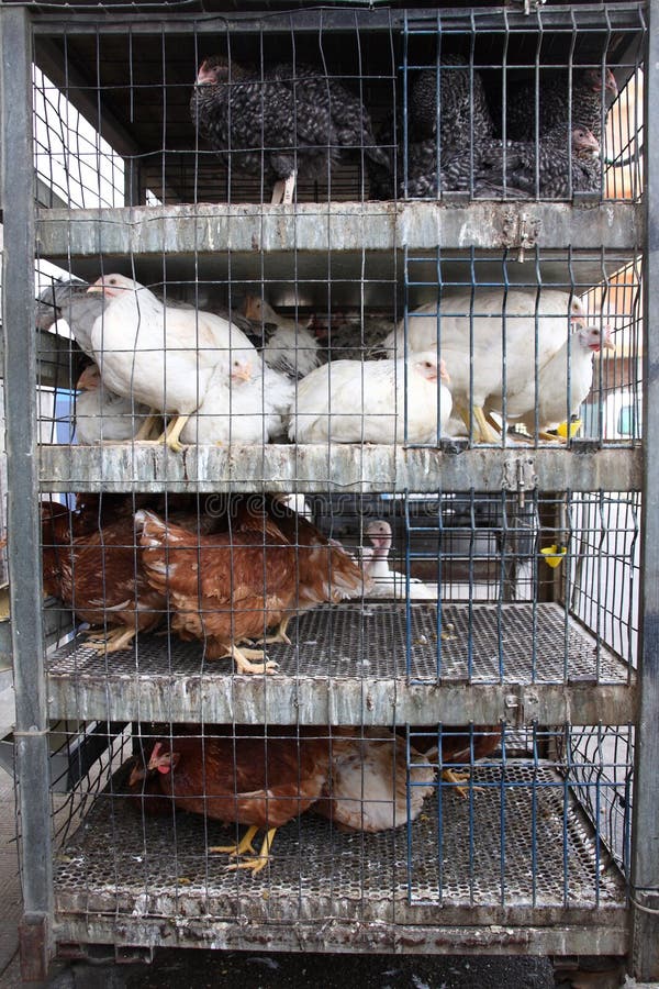 Pollos para la venta foto de archivo. Imagen de carne - 61380102