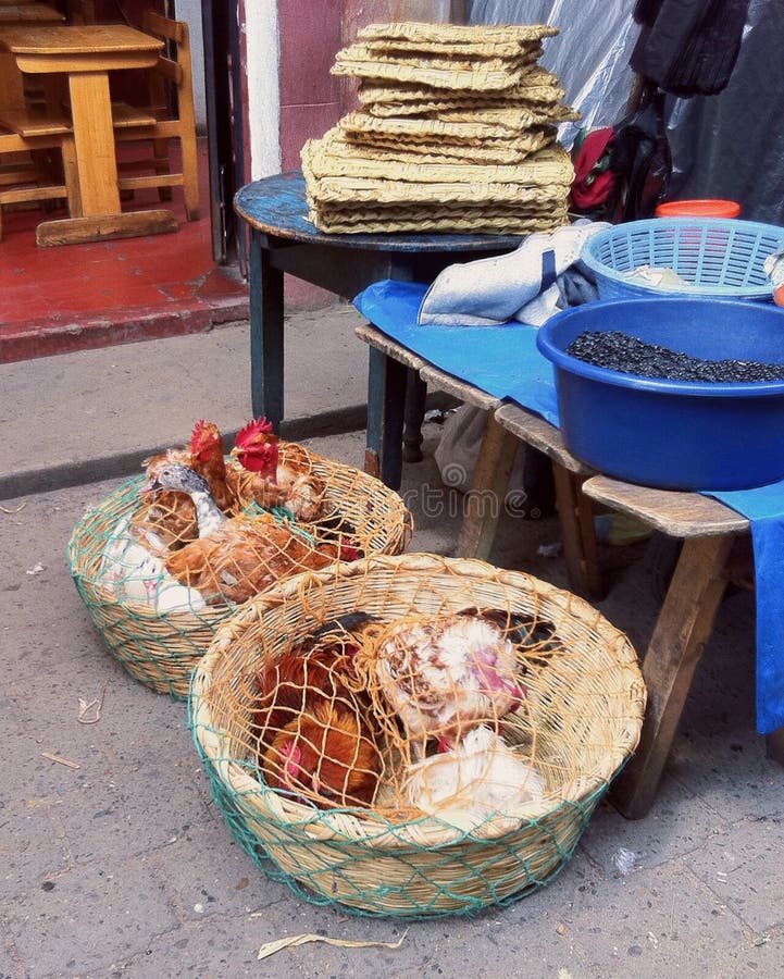 Pollos para la venta foto de archivo. Imagen de carne - 61380102