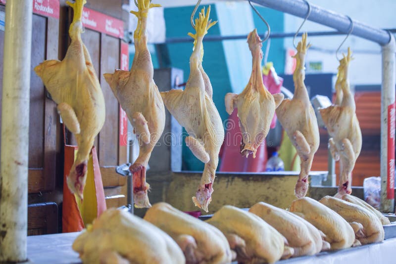 Pollos pelados imagen de archivo. Imagen de coma, cocinero - 43194723