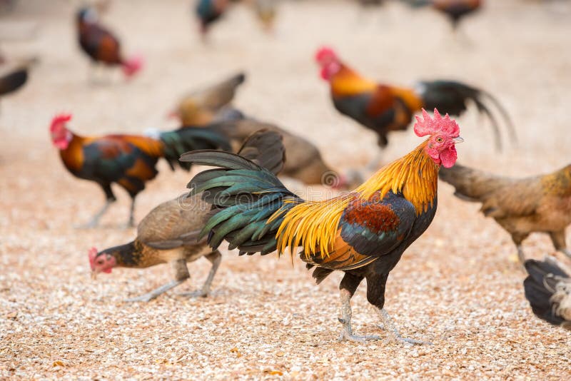 Pollos pequenos foto de archivo. Imagen de hembra, hierba - 68870880