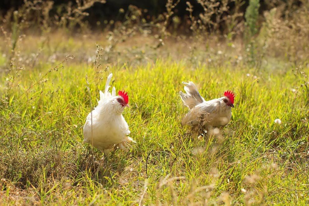 Pollos pequenos en campo imagen de archivo. Imagen de poultry - 44687923