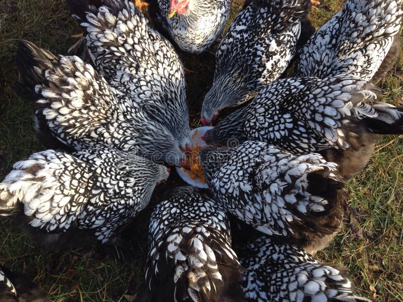 Pollos mojados imagen de archivo. Imagen de mojado, standing - 49280435