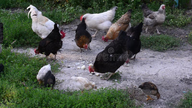 Pollos Que Picotean En La Comida En La Yarda Metrajes - Vídeo de aviar ...