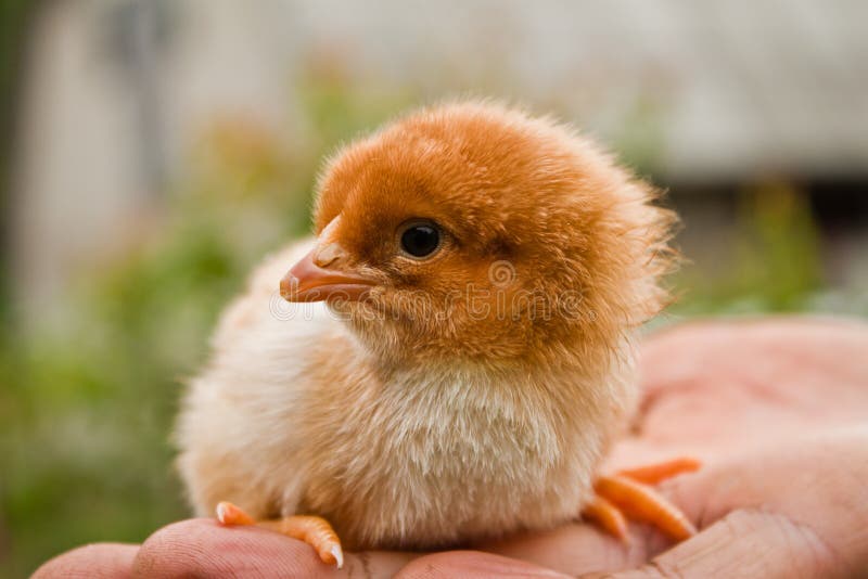 Polluelo imagen de archivo. Imagen de agradable, lindo - 26345213