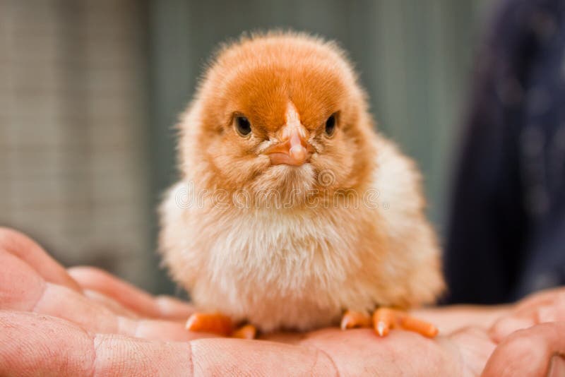 Polluelo imagen de archivo. Imagen de ingrediente, granja - 26345235