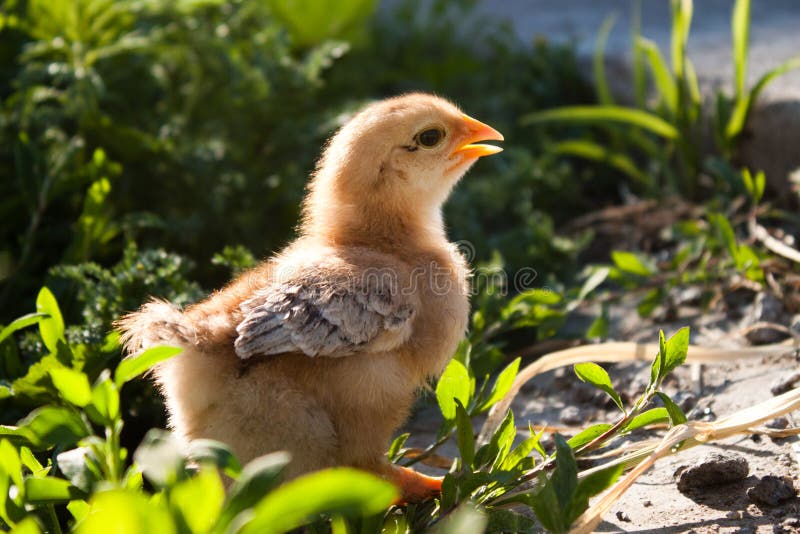 imágenes comunes del Polluelo - los derechos de la transferencia ...