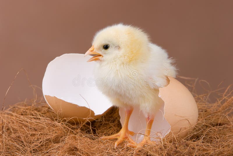 Polluelo imagen de archivo. Imagen de paja, pluma, pollo - 5608909