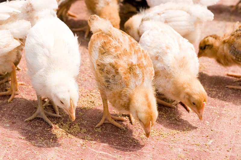 Pollito foto de archivo. Imagen de polluelo, pollo, fauna - 5622854