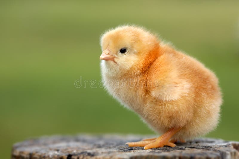 174,550 Polluelo Fotos de stock - Fotos libres de regalías de Dreamstime