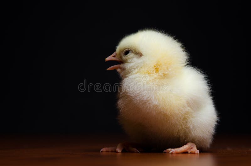 Polluelo amarillo imagen de archivo. Imagen de retrato - 54325625