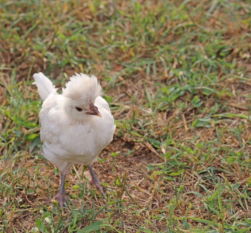 Polluelo Blanco En Cerca De La Granja Foto de archivo - Imagen de gallo ...