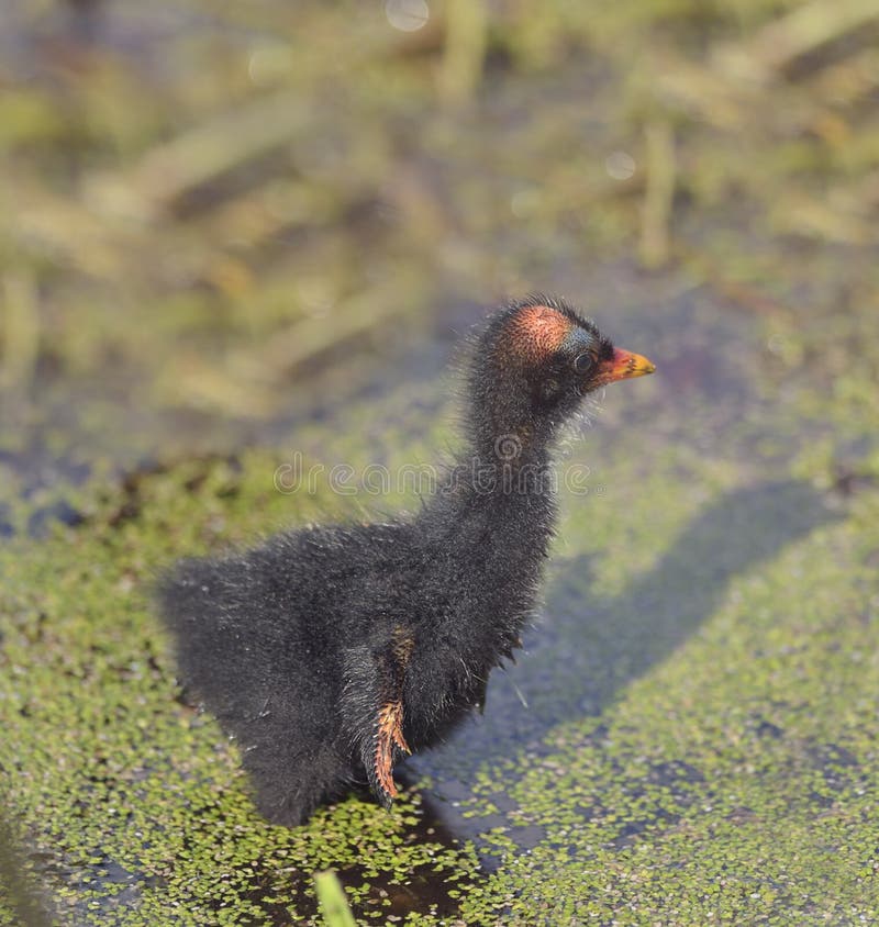 Polluelo De La Polla De Agua, Pato Salvaje Con Nadadas Rojas Del Pico ...