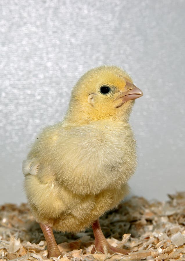 Nuevo polluelo foto de archivo. Imagen de bebé, aves - 51395910