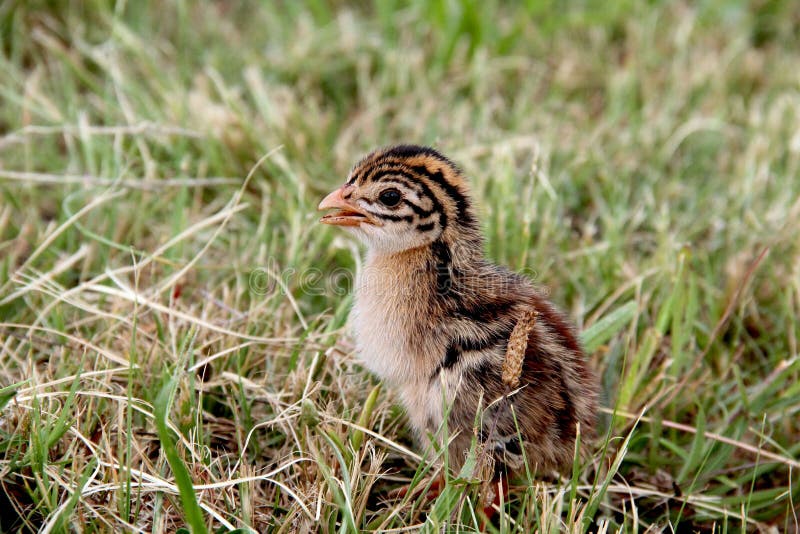 Polluelo De Las Aves De Guinea Imagen de archivo - Imagen de hierba ...