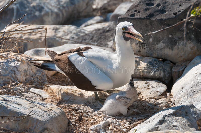 Polluelo De Nazca Bobby Con El Padre Foto de archivo - Imagen de ...